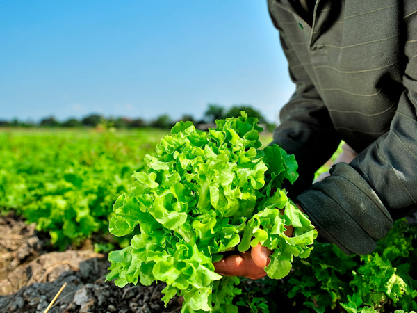 ThaiBiz.net : ธุรกิจเด่น - ผักและผลไม้