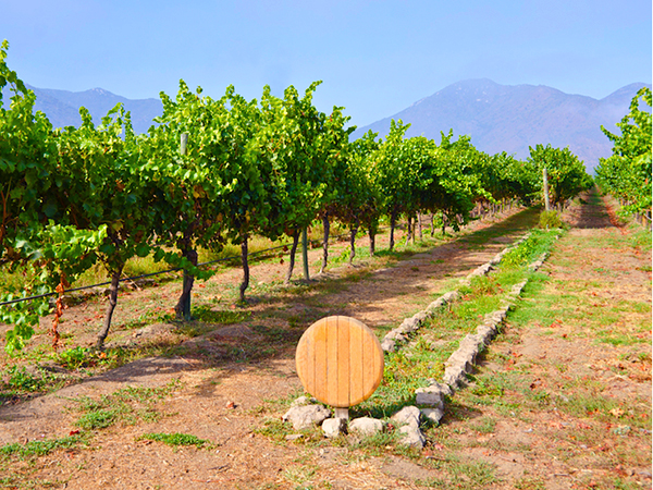 ThaiBiz.net : ตลาดที่น่าสนใจ - ชิลี